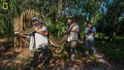 Record Breaking Python Caught In Florida Measured In At 177 Feet 215