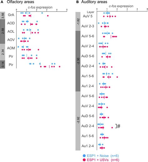 Expression Levels Of C Fos Mrna In The Olfactory A And Auditory B