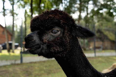 Matilda Ciobreliurojuslt