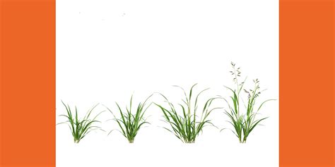 Eragrostis Cilianensis Stink Grass Superhive Formerly Blender Market