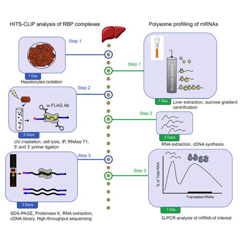 Protocol To Isolate Rbp Mrna Complexes Using Rna Clip And Examine Target Mrnas Pmc