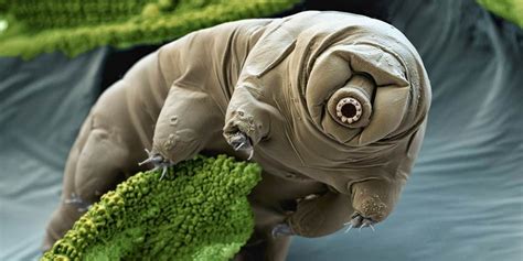 Tardigrades Indestructible Animals
