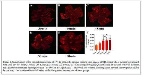 A Dual Staining Method To Distinguish Retinal Vessels In Oxygen