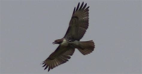 Red Tailed Hawk Was Circling Around Today Album On Imgur