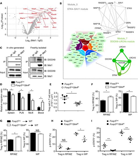 Hippo Kinases Mst1 And Mst2 Sense And Amplify Il 2r Stat5 Signaling In