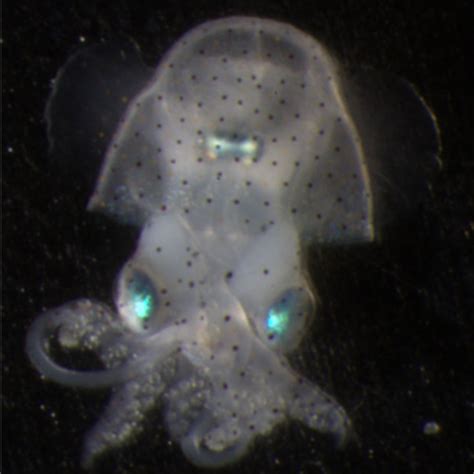 Some Bacteria Have Evolved Weapons To Cause Direct Damage To