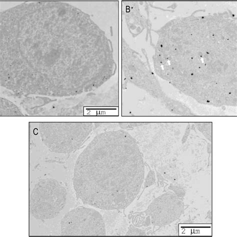 Pde8a Sub Cellular Localization In Cumulus Cells Ab Was Revealed By