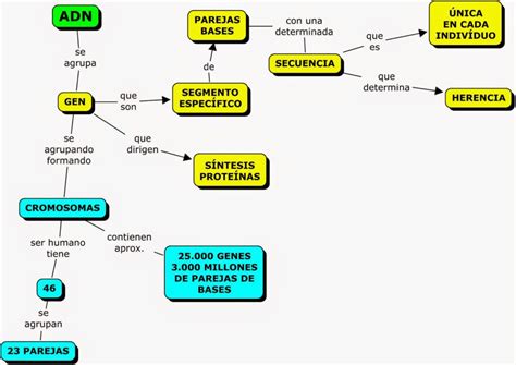 Esquema Del Adn Fotos Guia Images 5643 Hot Sex Picture
