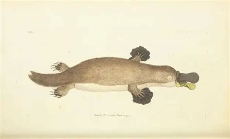 Platypus Venom And More Yes A Mammal With Eggs A Duck Like Bill And