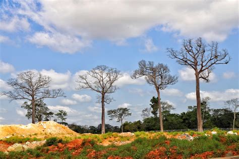 Contracting Quilt Stellae Energy