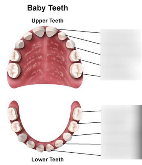 Diagram Of Primary Dentition Quizlet