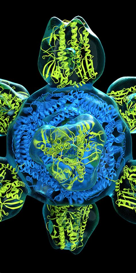 Virus Under A Microscope