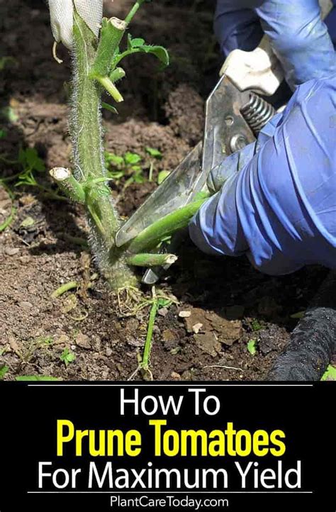 Pruning Tomato Plants How To Prune Tomatoes For Maximum Yield Artofit