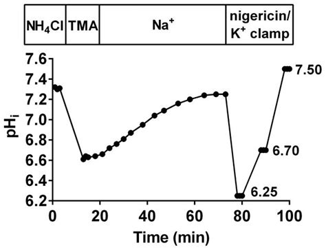 Human Enteroids As A Model Of Upper Small Intestinal Ion Transport