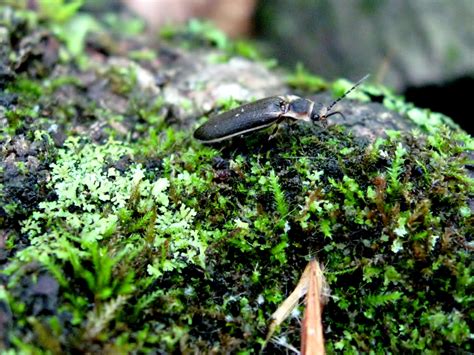Firefly Mimics A Crafty Click Beetle