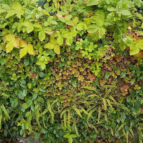 Woodland Inspired Ground Cover Plants For Semi Shade Bestall And Co