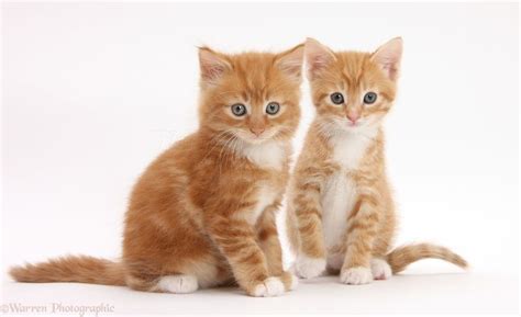 Two Ginger Kittens 6 Weeks Old