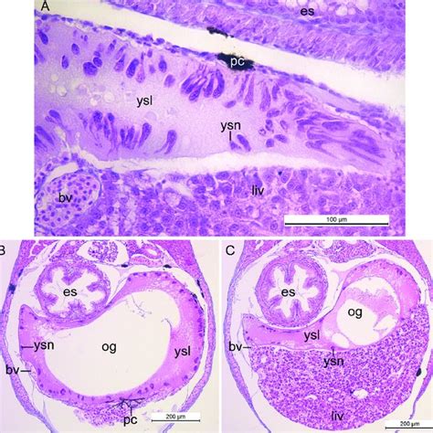 The Posterior Yolk Syncytial Layer Ysl Region Dph 13 A