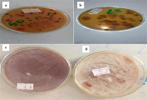 Total Coliform Counting After Incubation Of 2 Days 48 H Of Raw Sample