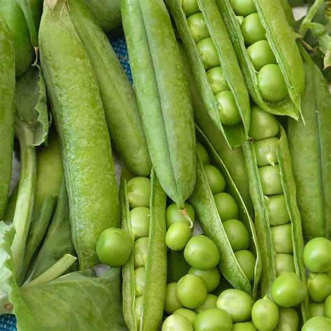 Pea Pods