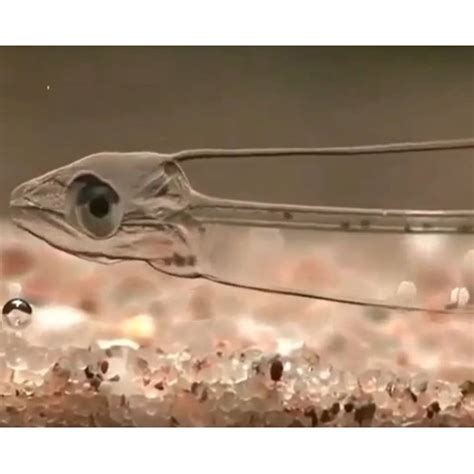 Leptocephalus A Special Stage Of Larval Development Of Fishes Of The