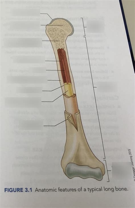Anatomy Of A Typical Long Bone