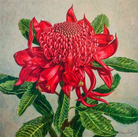 Fiona Craig Oil Red Waratah Beauty Australian Native Flowers