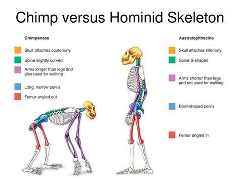 Ppt Out Of Africa And Modern Humans Powerpoint Presentation Free