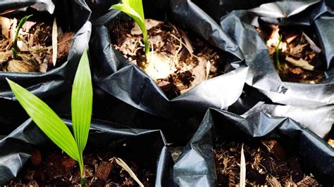 How To Plant Grow And Care For Date Palm Trees