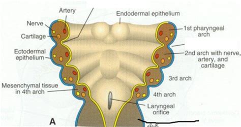 Development Of The Neck Structures Dhs2 Flashcards Quizlet