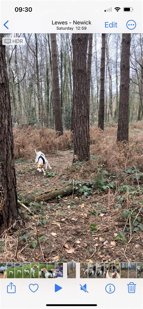 Popsicle Pointers In Need English Pointer Rescue And Rehoming