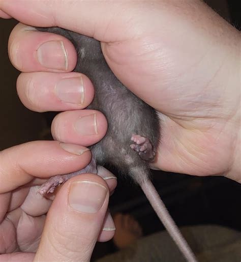 Can Anybody Sex These Two Rats R Rats