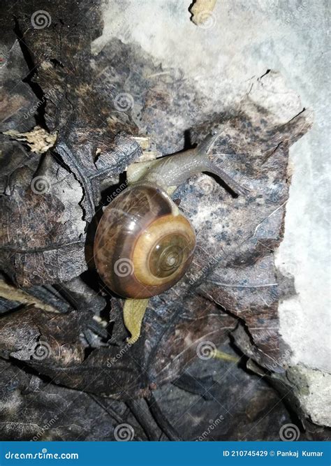 Garden Snail Cute Snail Snail Shell Snails To Eat Snail Facts Snail