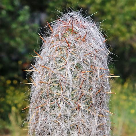 Buy Old Man Of The Andes Cactus Oreocereus Celsianus Planet Desert