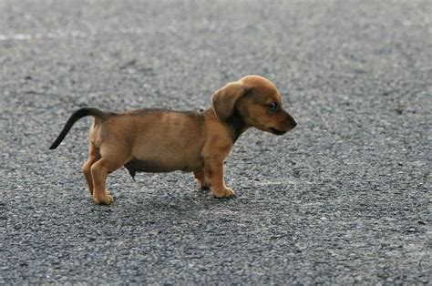 Daschunds What You Need To Know Southern Cross Vet