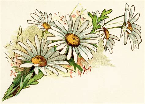 Daisy Flower Animated At Emma Rouse Blog
