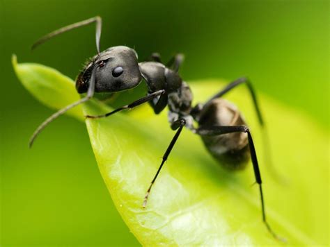 Ant Symbolism Spirit Animal Totems