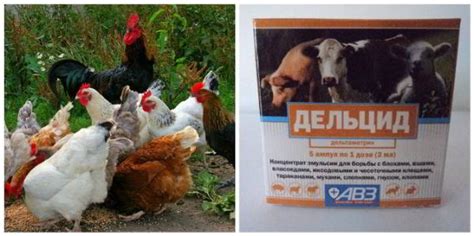 Дельцид для кур: как применять, инструкция и состав, дозировка и аналоги