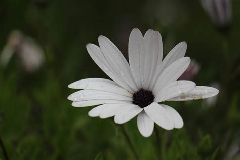 A Vasantha Kumar 摄影