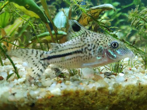 What Species Of Cory Julii Or False Julli Scrolller
