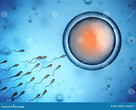 Sperm And Egg Cell Stock Illustration Illustration Of Orgasm 40112080