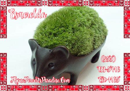 Phone Sex Fetish For A Hairy Pussy On Chia Pet Day