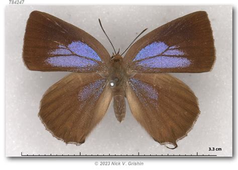 Wagimo S Signata Type Specimens