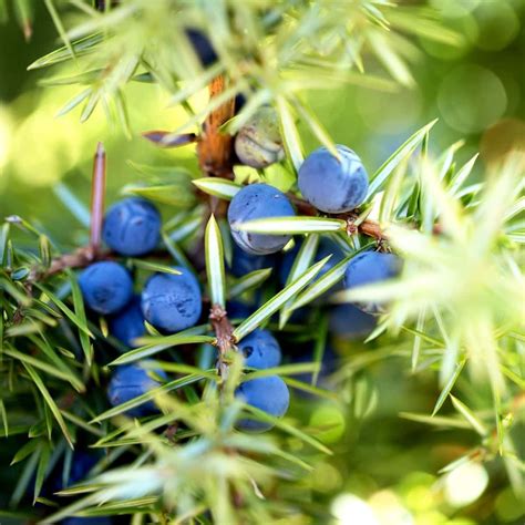 All About Juniper Berries 15 Delicious Juniper Berry Recipes How To