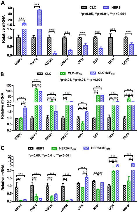 Differential Expression Patterns Of Enamel Forming And Mineralization Download Scientific