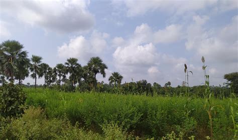 ငါ့သရောက်မြို့တွင် မိုးရွာသွန်းမှု ကောင်းမွန်ခြင်းကြောင့် ပဲစင်းငုံခင