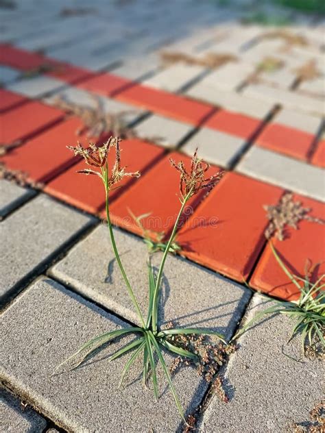 Hierba Que Crece Entre Los Lados Foto De Archivo Imagen De Fondo