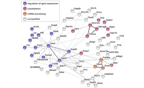 String Network Of Interactions Between The Genes Differentially