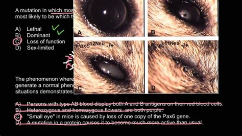 Mutations Lethal Dominant Loss Of Function Sex Limited Nikolays
