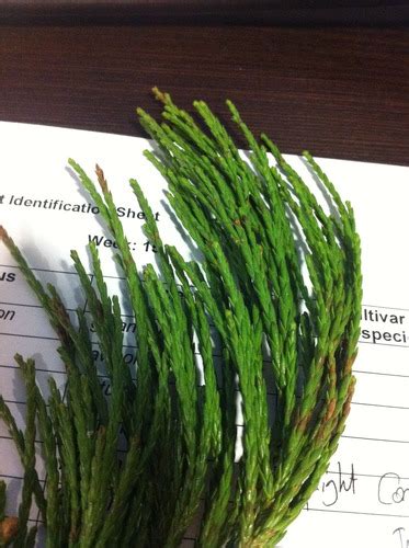 Conifers Flashcards Quizlet